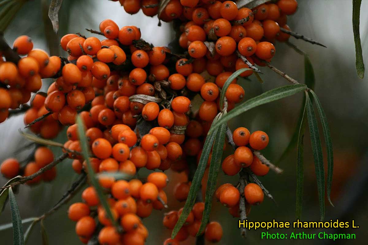 Medicinal Plants: Hippophae rhamnoides