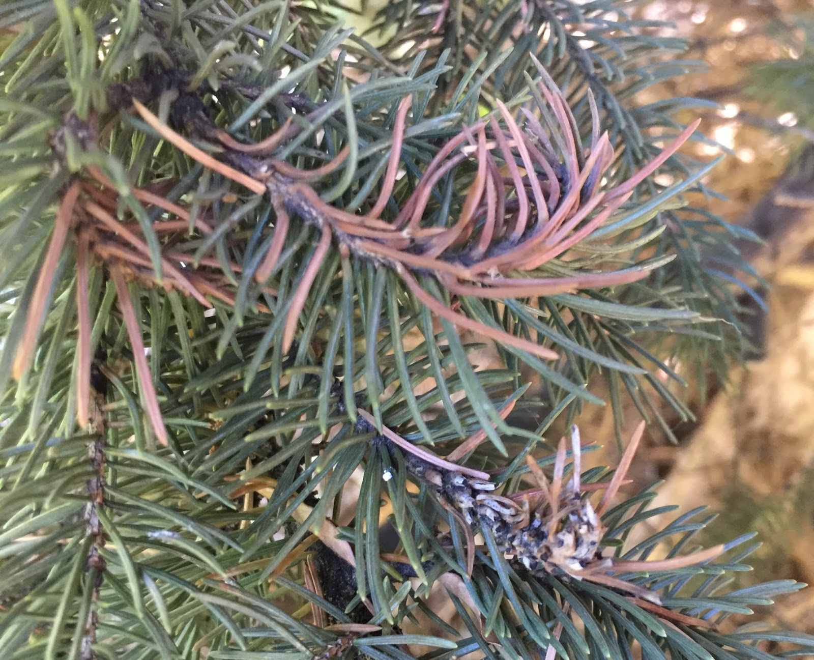 JeffCo Master Gardeners: Fall Needle Drop by Mary Small