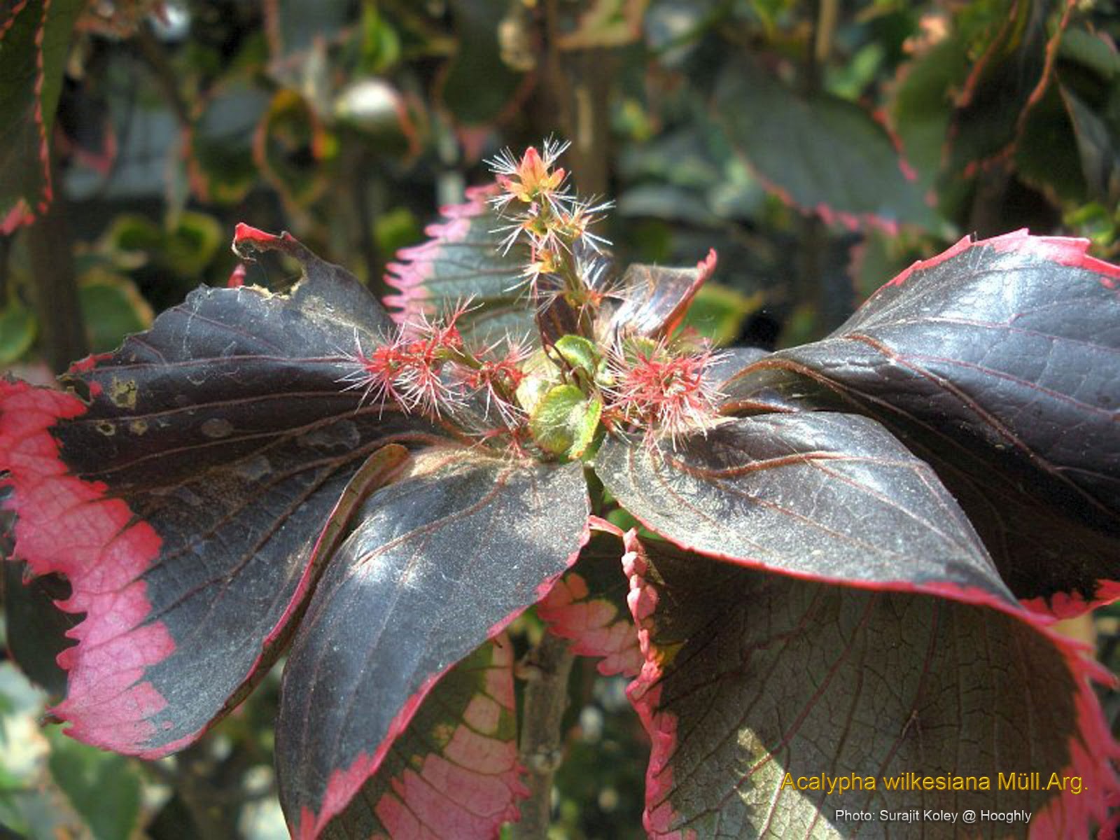 Medicinal Plants: Acalypha wilkesiana copper_leaf Josephs_coat, fire ...
