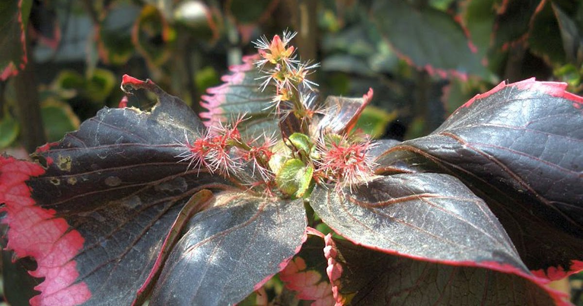 Medicinal Plants: Acalypha wilkesiana copper_leaf Josephs_coat, fire ...