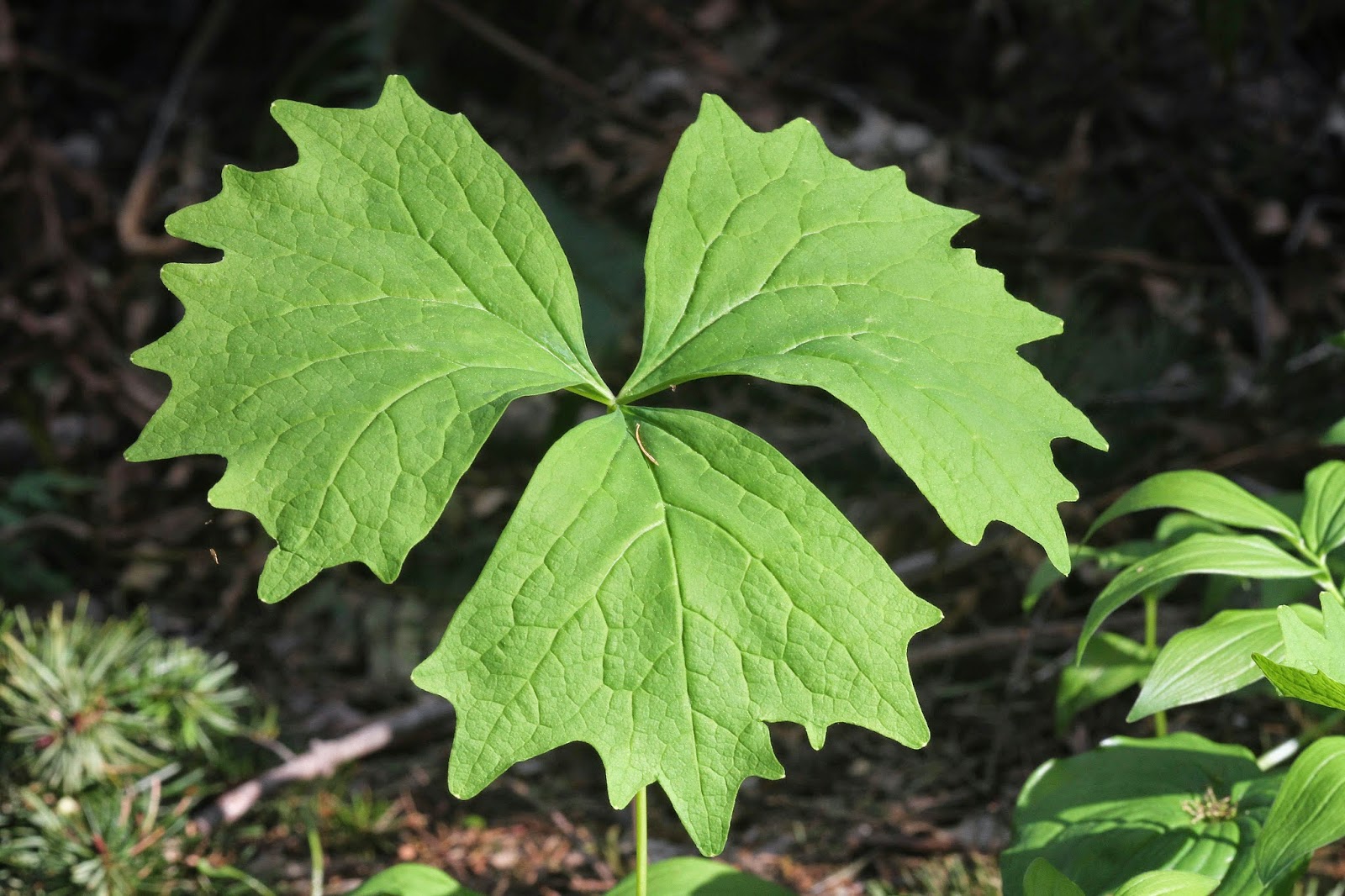 NWflora: Vanilla Leaf, Achlys triphylla