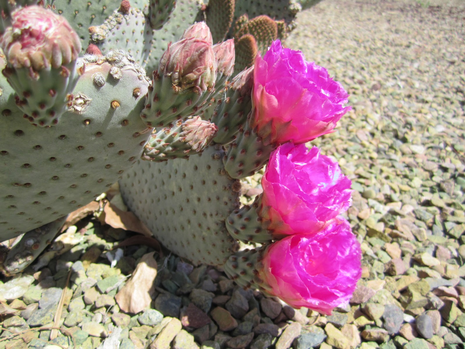 Rob & Yvonne's Az Living: Cactus Flowers and Pickleball wind-up