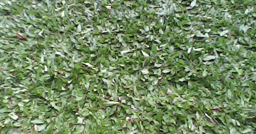 Rumput Gajah Mini ~ JUAL RUMPUT TAMAN DAN BIBIT RUMPUT TERNAK