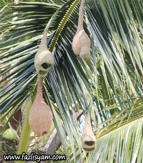 Flora Dan Fauna Dunia: Burung Tempua