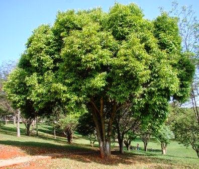 PLANTS DESCRIPTION: Syzygium cumini