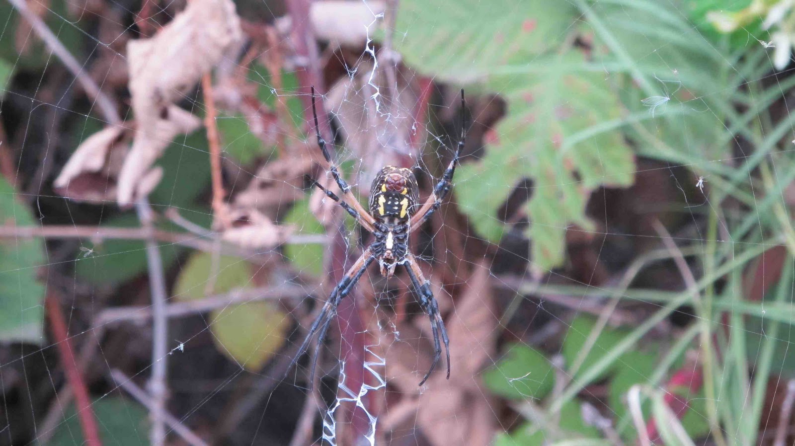 Spiders & Their Webs :: Nature Study - Eva Varga