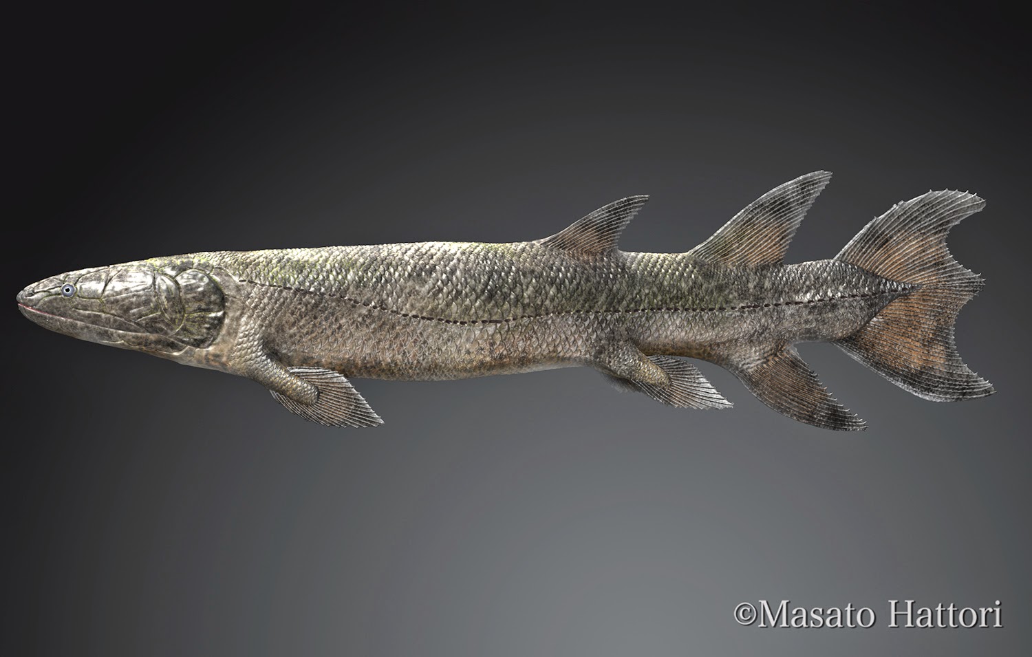 Marchan Blog: ユーステノプテロン Eusthenopteron