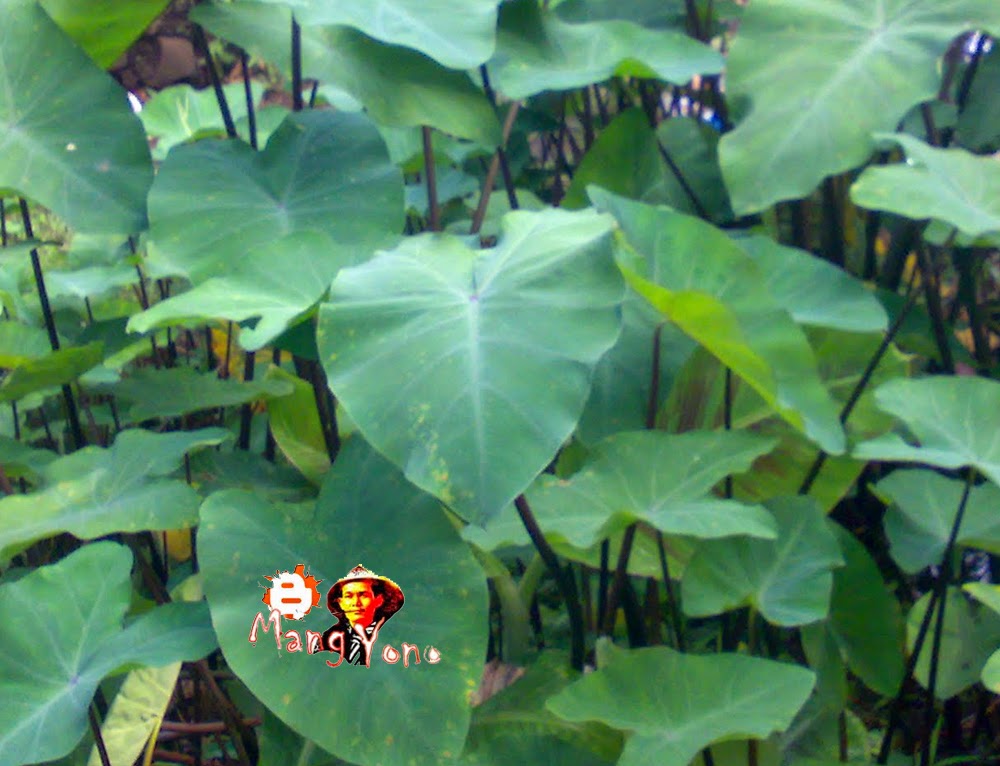 Trend Terbaru Gambar Daun Talas, Info Penting!