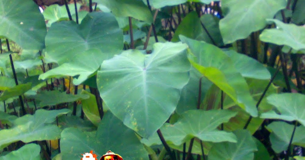 Ide Top 25+ Gambar Daun Talas