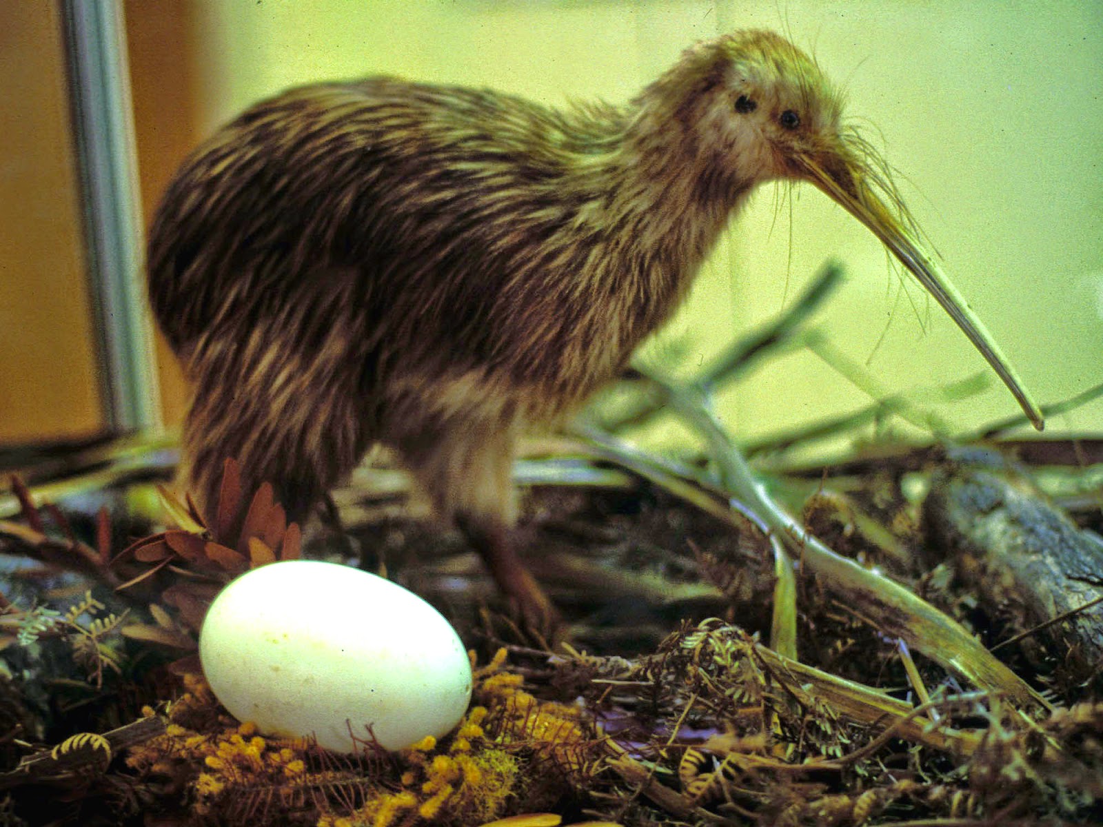 KIWI BIRD photos - wallpapers | the fun bank