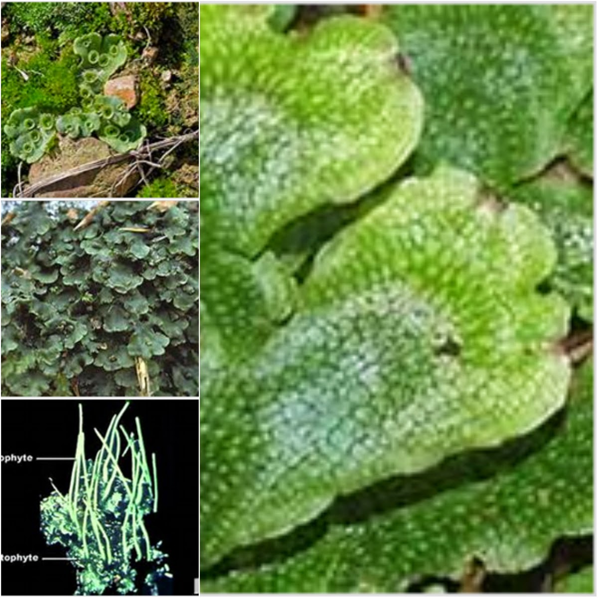 Taxon des Embryophytes et Bryophytes ~ ecologie environnement