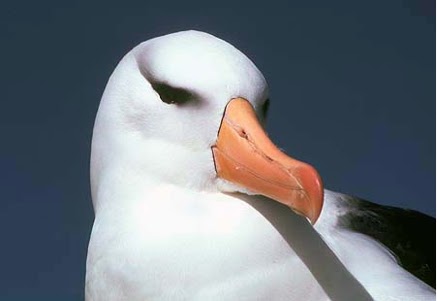 Albatroz+3.tiff (437×301) | Albatroz, Desenho de aves, Animais
