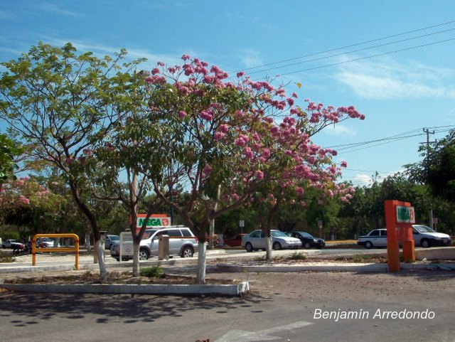 El Bable: Los maculís cubriendo con su manto rosado las calles de Cancún.