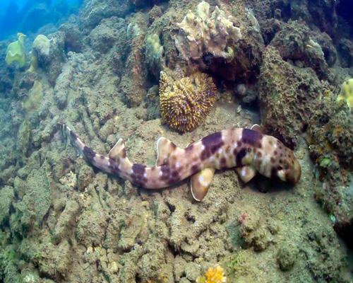 animales contentos: Tiburon bambu