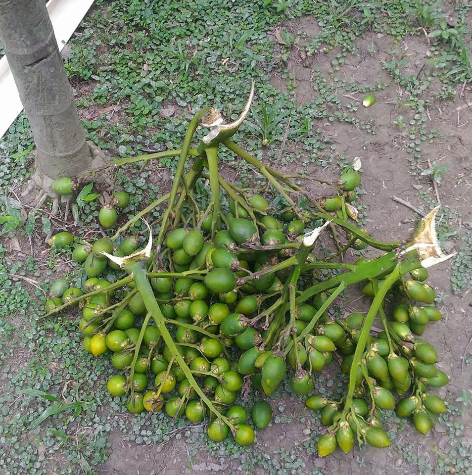Kaulga's Travel Diary: Betelnut (buai) is here to stay - Papua New Guinea
