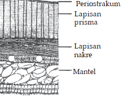 BELAJAR TERUS BIOLOGI: MOLUSCA
