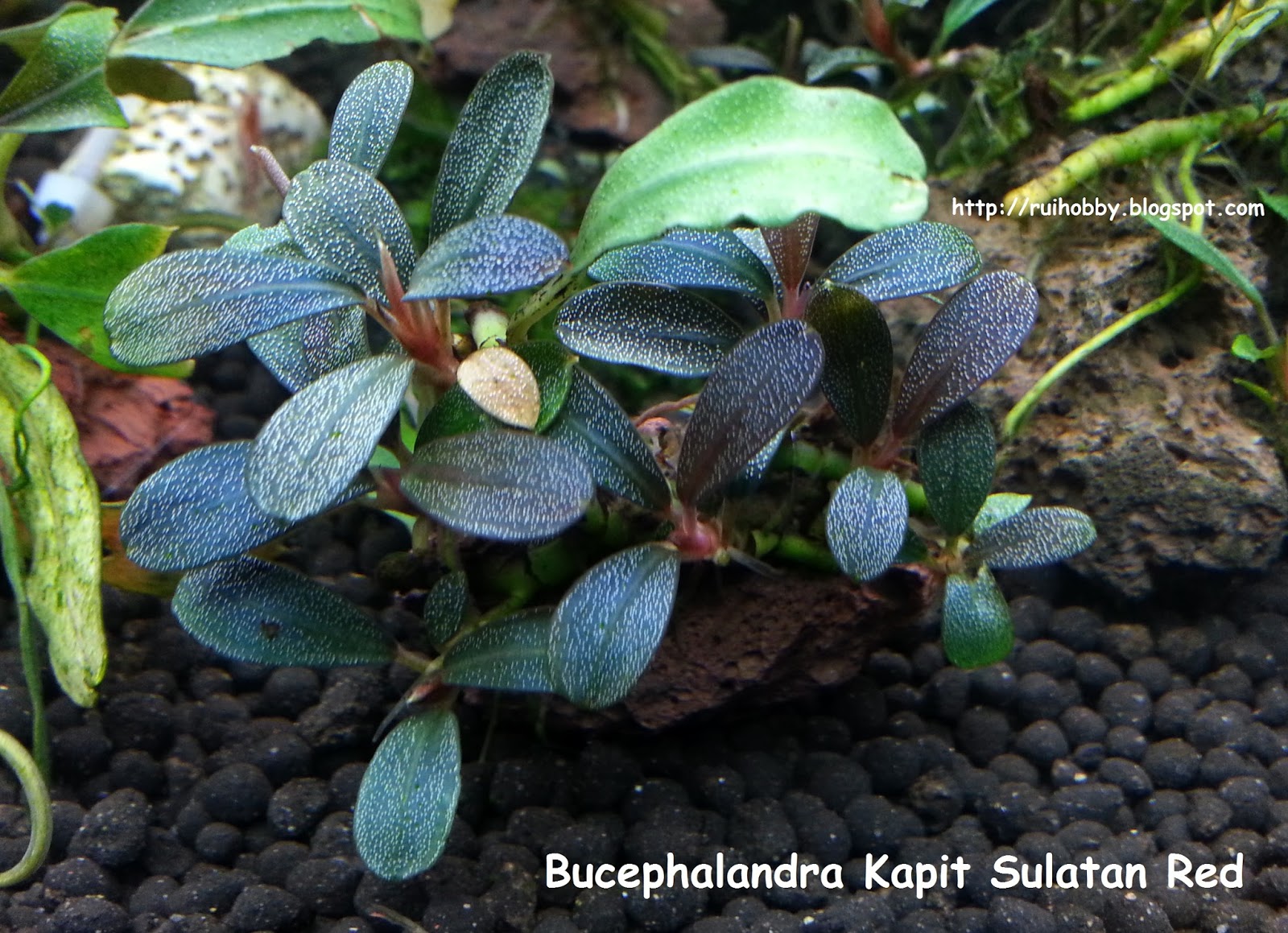 Rui's Hobby - Bucephalandras: Bucephalandra Kapit Sulatan Red and ...