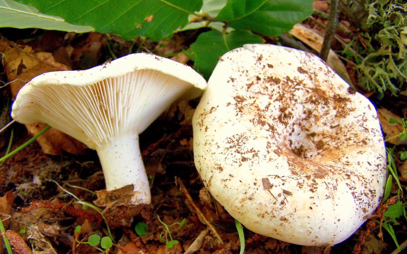 Setas Extremadura : Russula Delica