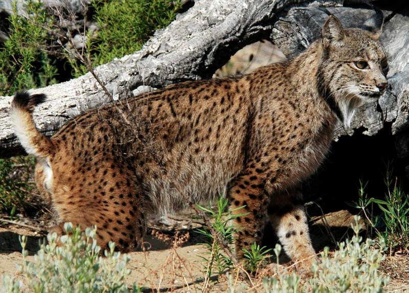 Abe's Animals: Europe's largest carnivores