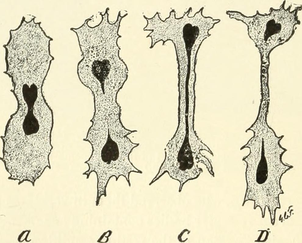 Biologia: Diviziunea celulara