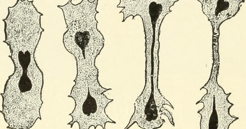 Biologia: Diviziunea celulara