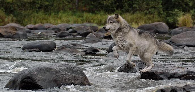 White Wolf : 19 Stunning Photos Of Impressive Wolf Jumps