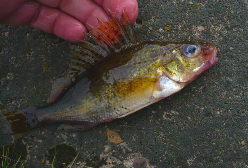 Fooling Fish: Quest for a lure caught Ruffe