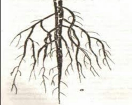 Ciri-Ciri Akar Tunggang Yang Harus Diketahui - Mengenal Ciri - Ciri