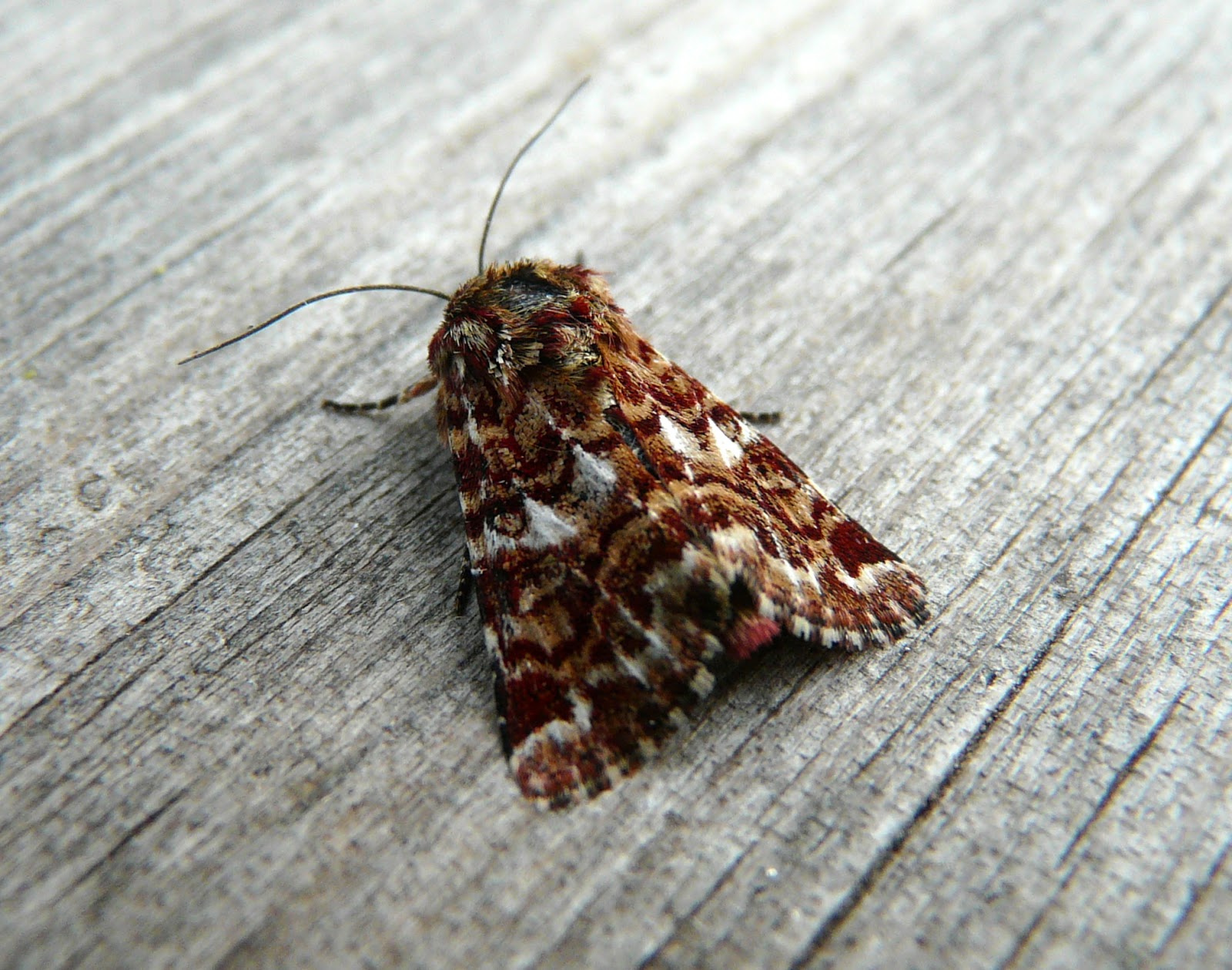 birdingexmouth: French Moths