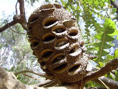 Neesie Natters: Snugglepot and Cuddlepie