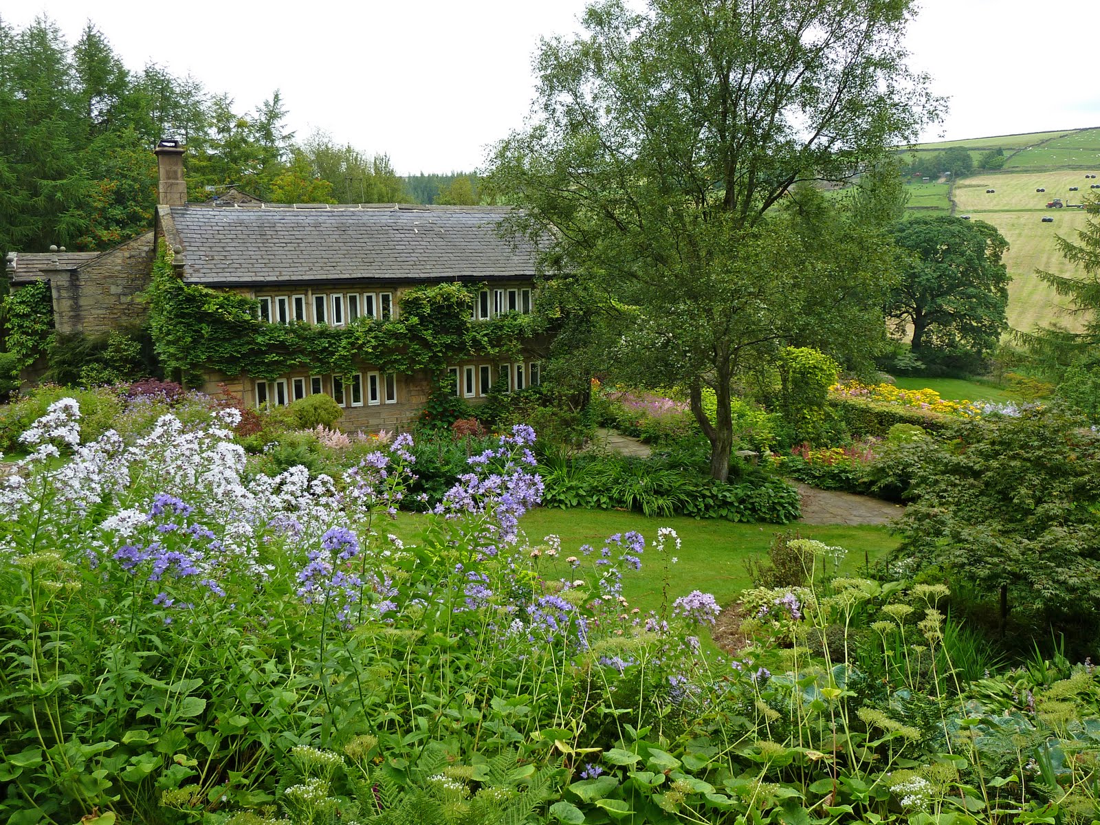 Orchids,Nature and My Outdoor Life: John Williams's garden triumphs again