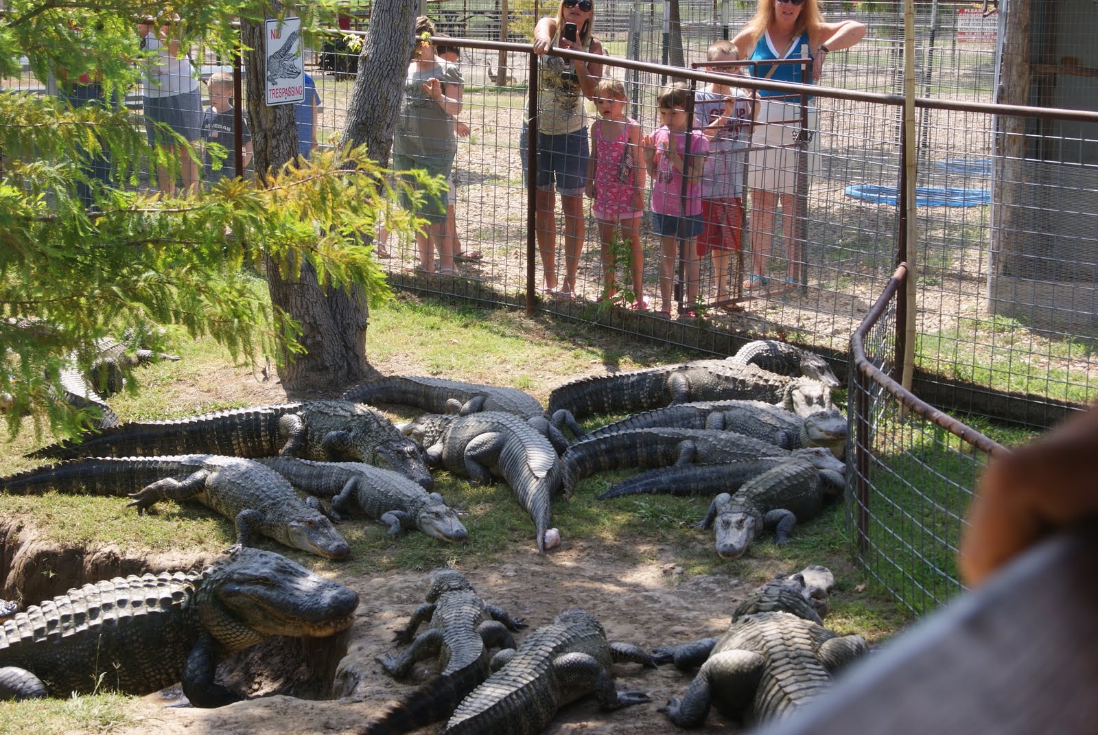 Tall Tales from the Tijerina's: Gator Farm Friday