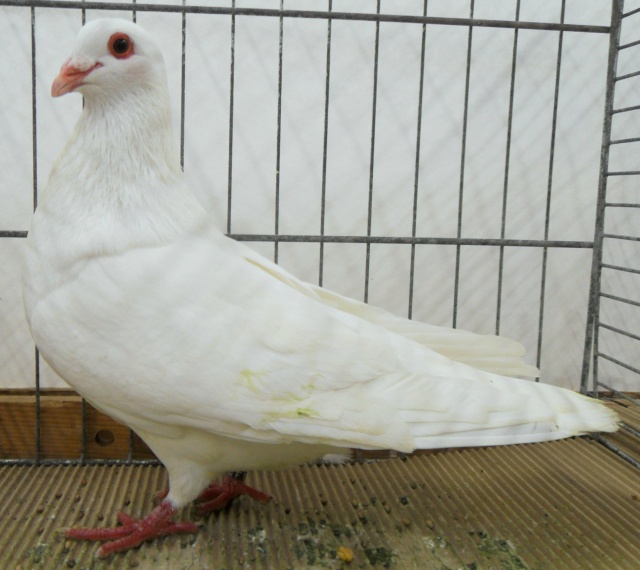 Piacentino italian pigeon breeds - Pigeons fall