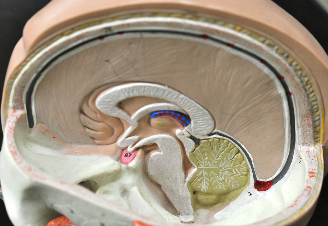 Human Anatomy Lab: Brain Models