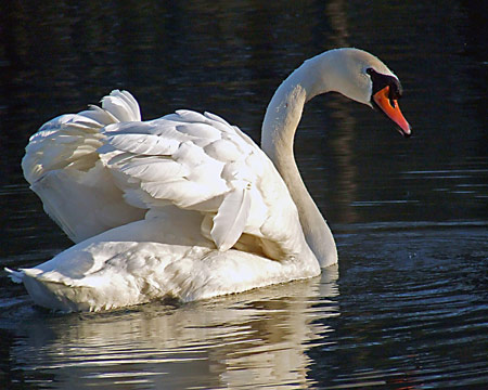 Cisne Blanco | Fotos De Todo Tipo De Animales