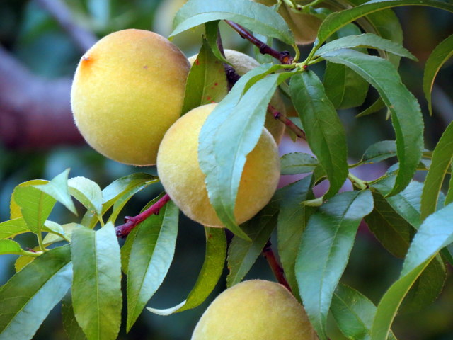 Kreatiewe Joernaal: lewe