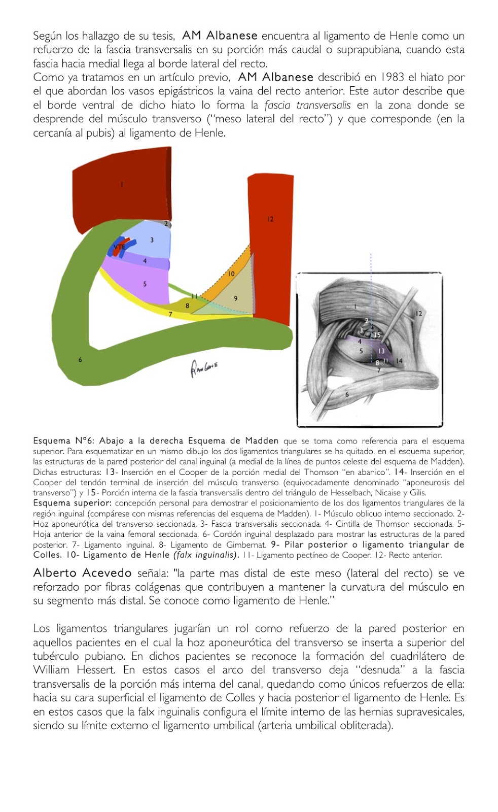Cuadernos de Anatomía Quirúrgica: Los ligamentos triangulares (Henle y ...
