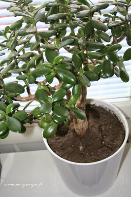 Rahapuu vihertää ikkunalaudalla - SISUSTUS & LIFESTYLE -blogi | www ...