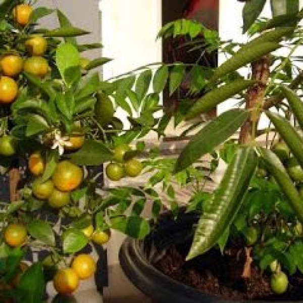 Agrosukses Pustaka Info: Jeruk Ragi, Semakin Diandalkan