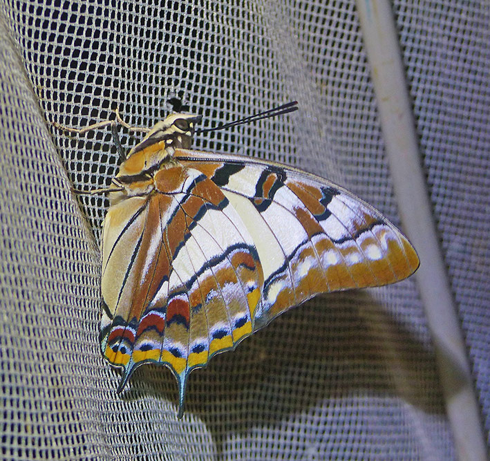 BunyipCo: November 2016