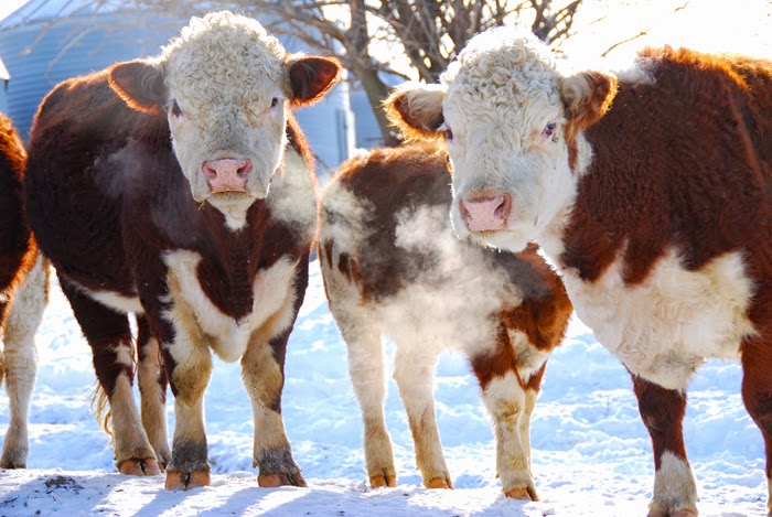 #teachkyag: Kentucky Farm Life: Winter and Caring for Livestock