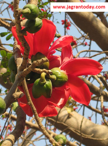 Semal par Chhayi hai Bahaar | सेमल पर छाई है बहार | Do You Know about ...