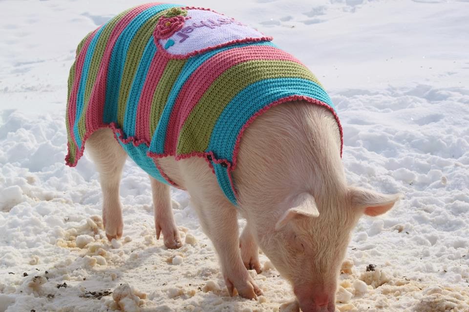 A[mi]dorable Crochet: Pig Coat Pattern