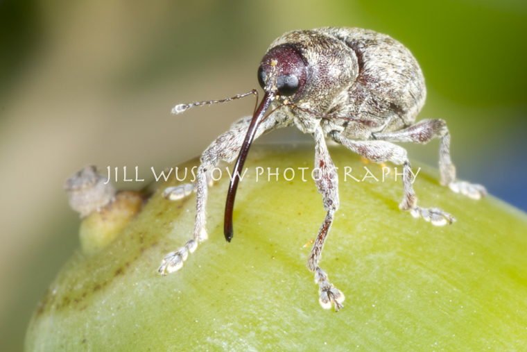 Unlike flies, I do not taste things with my feet. | Focusing on Wildlife