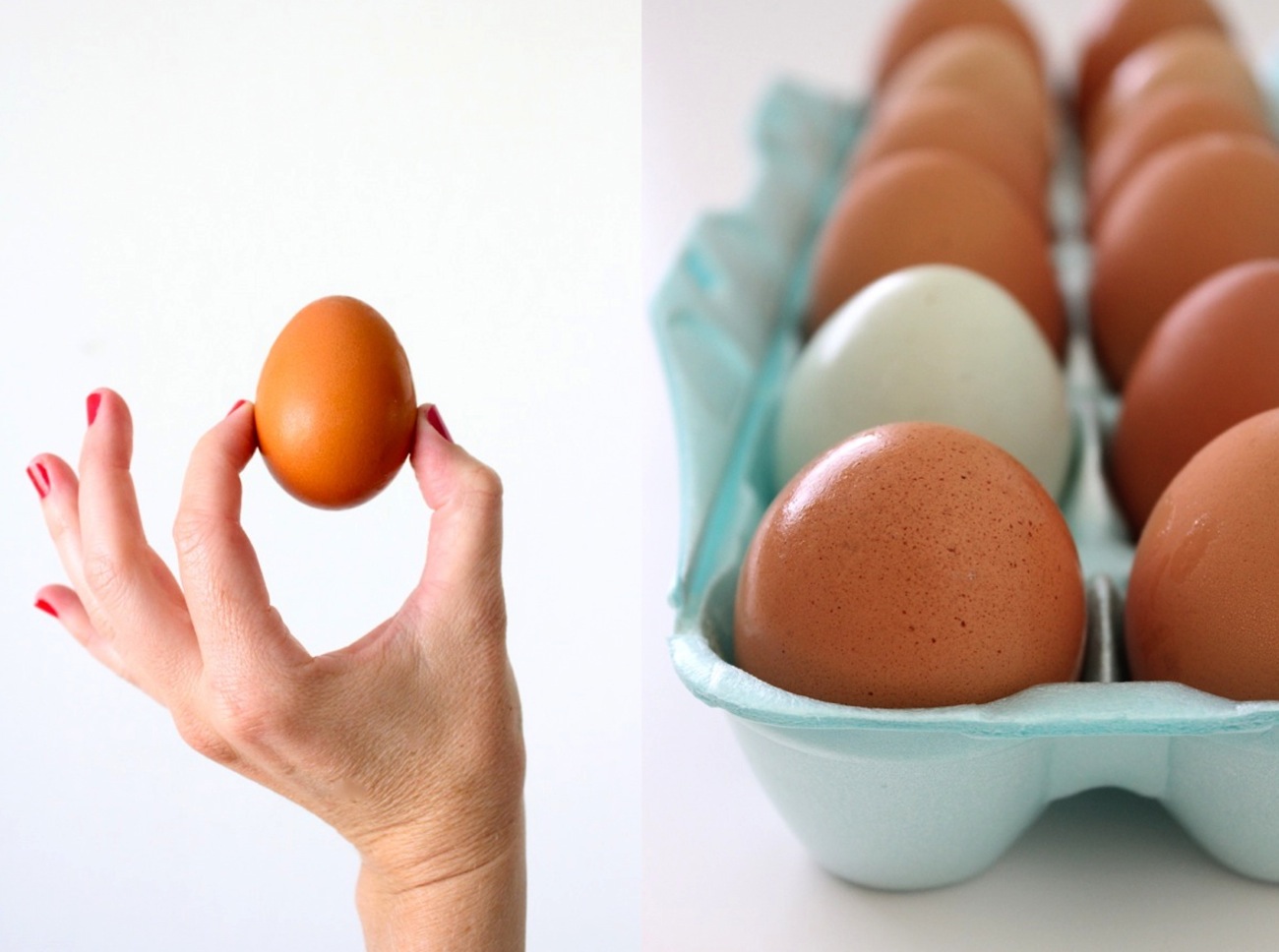 Eggcited - MADE EVERYDAY