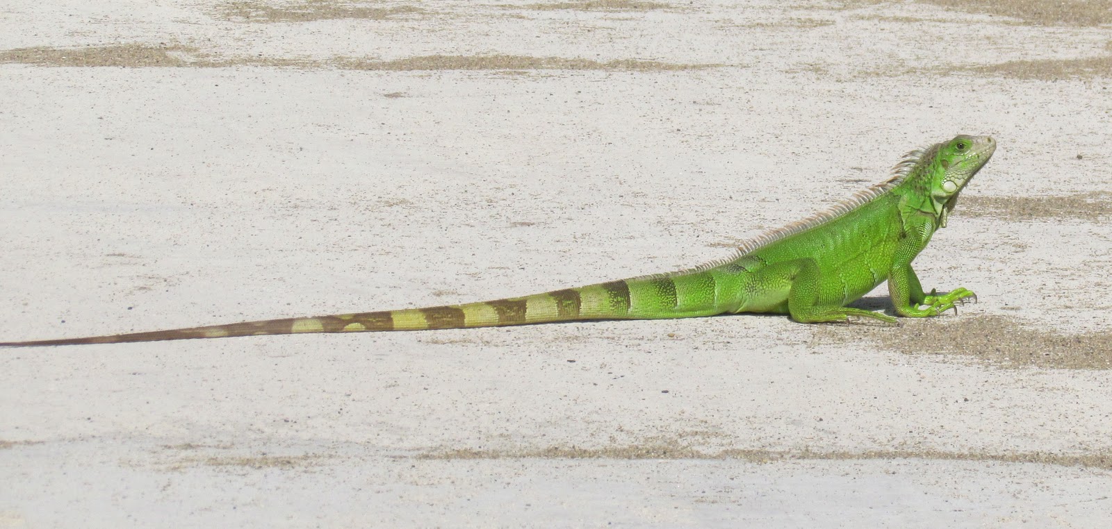 Foto Blog Puerto Rico: Iguana Verde (Iguana Iguana)