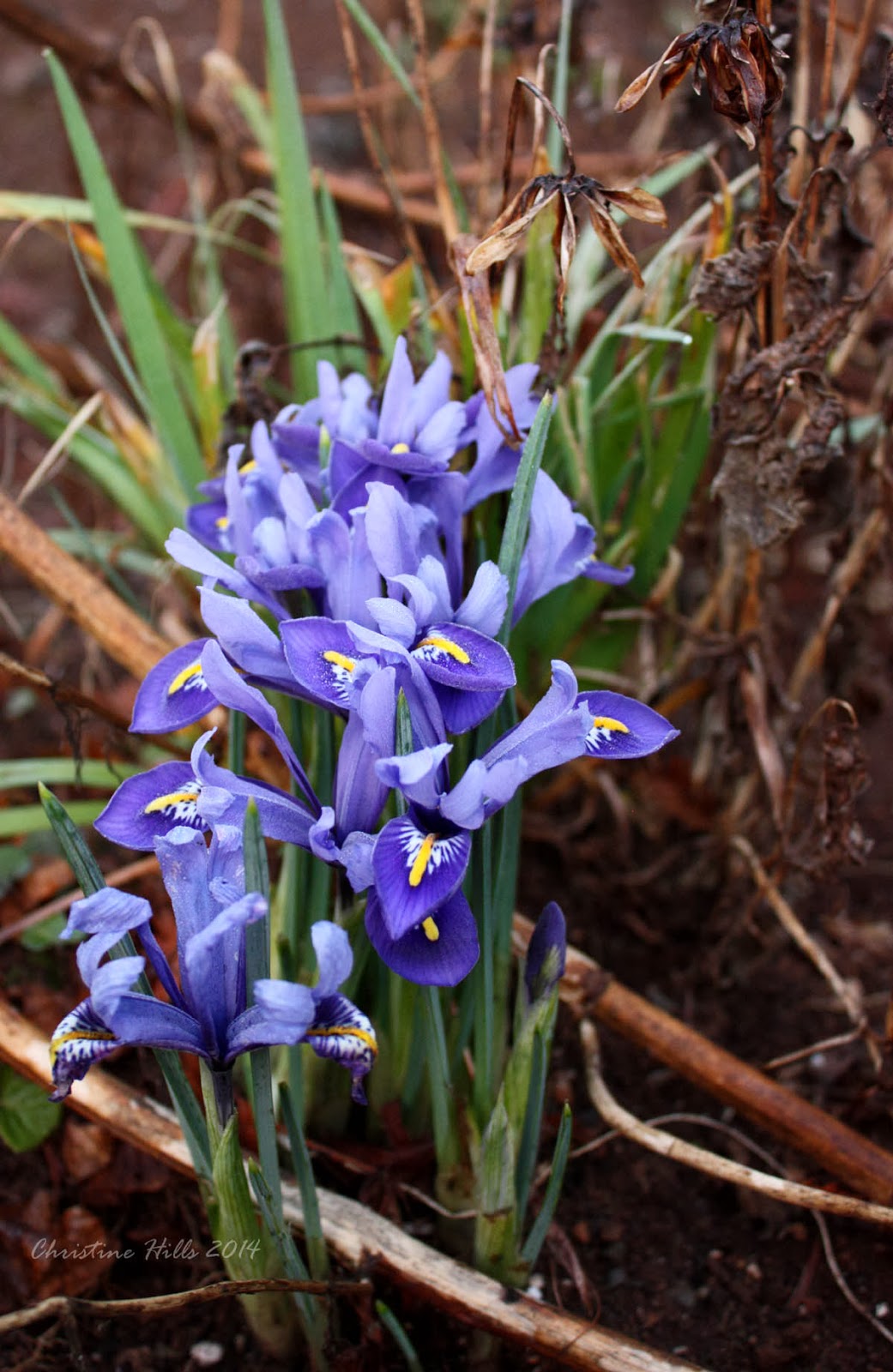 Raven Ridge Gardens: Mini Iris: A New Beginning Amid the Spoils of Winter