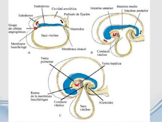 HISTO - EMBRIOLOGÍA : ENDODERMO