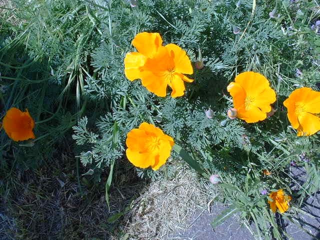 Sprouts: California Poppy Invasive in Oregon?