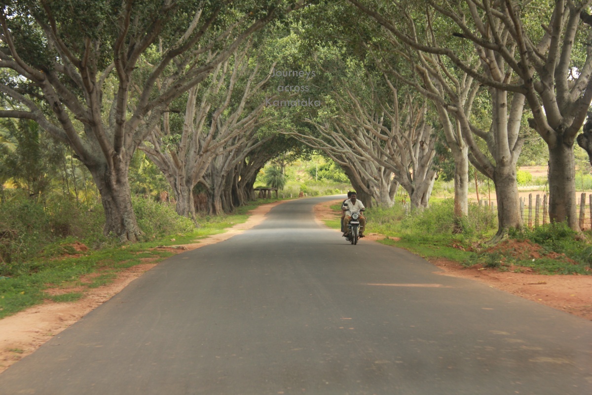 Journeys across Karnataka: Chikkanna & Thimmakka's Saalu-Maragalu